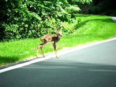NCWRC offers guidance when encounter wildlife | Sports | dailyadvance.com