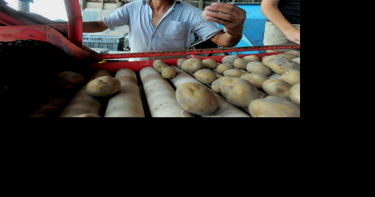 Tater Science: Volunteers dig spuds for research | Local News ...