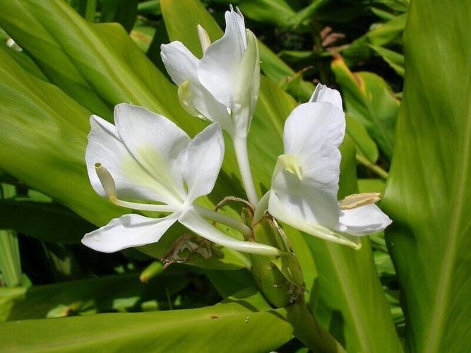 Spicy ginger lily another sweet-smelling fall bloomer | Features ...
