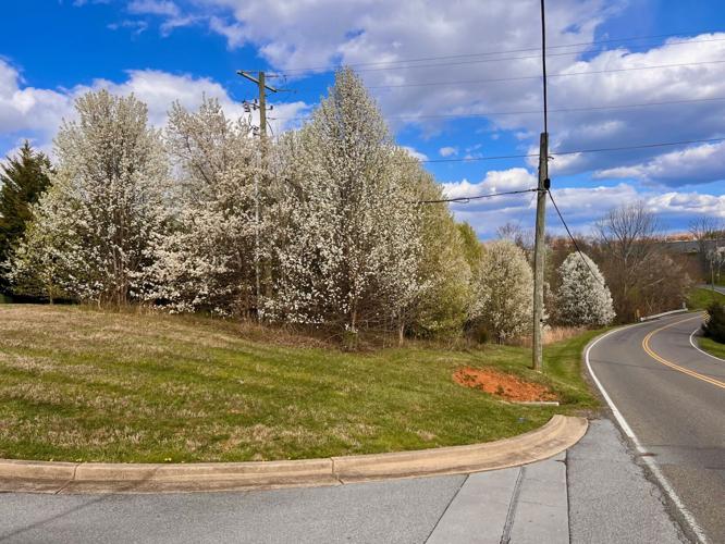 Growing a Bradford pear tree is like planting Kudzu on purpose ...