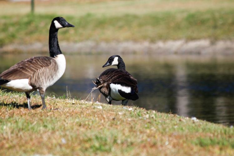 Injured goose becomes lesson at Academy | News | dailyadvance.com