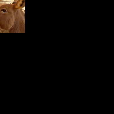 Alcorn County Fair opens Friday morning with special guests | News ...