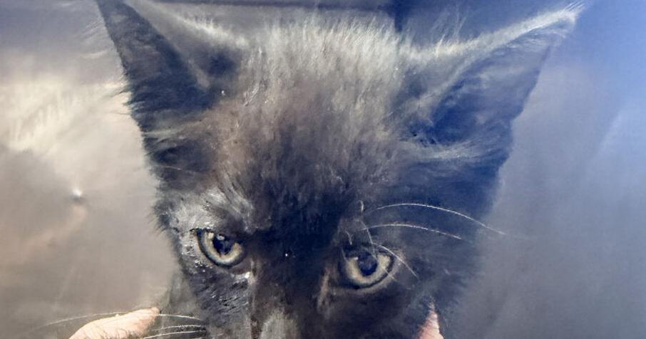 Shelter seeks donations for cats removed from home | News ...