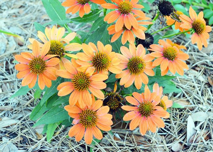 Coneflowers offer vivid color, blooms in summer | News ...