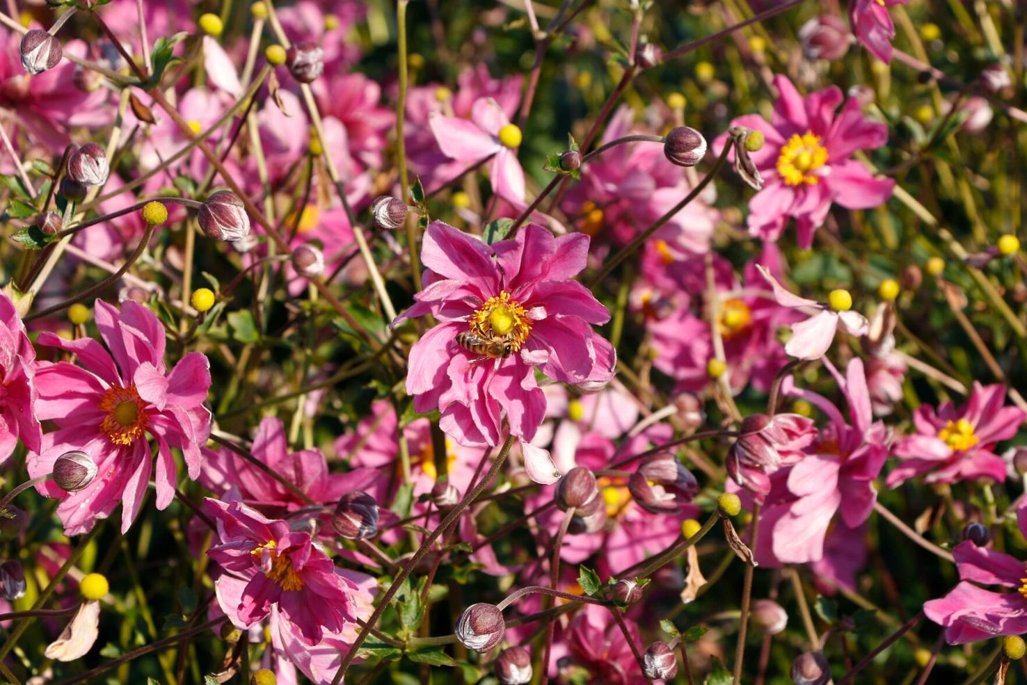 Gardening-New Plants | National | dailycorinthian.com