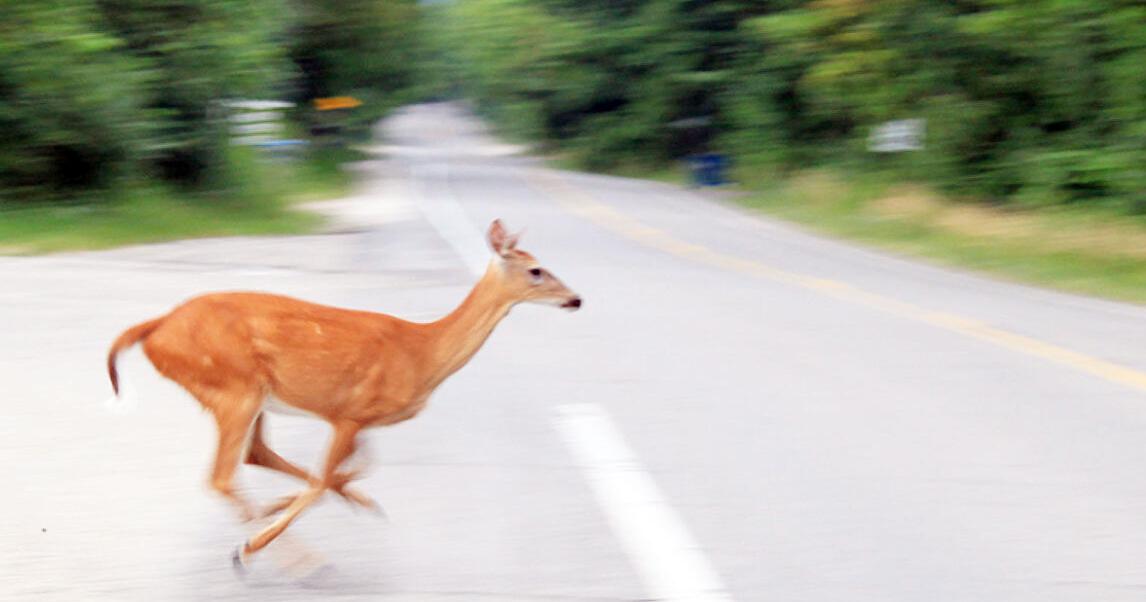 With fall's arrival, watch for deer | News | dailycorinthian.com
