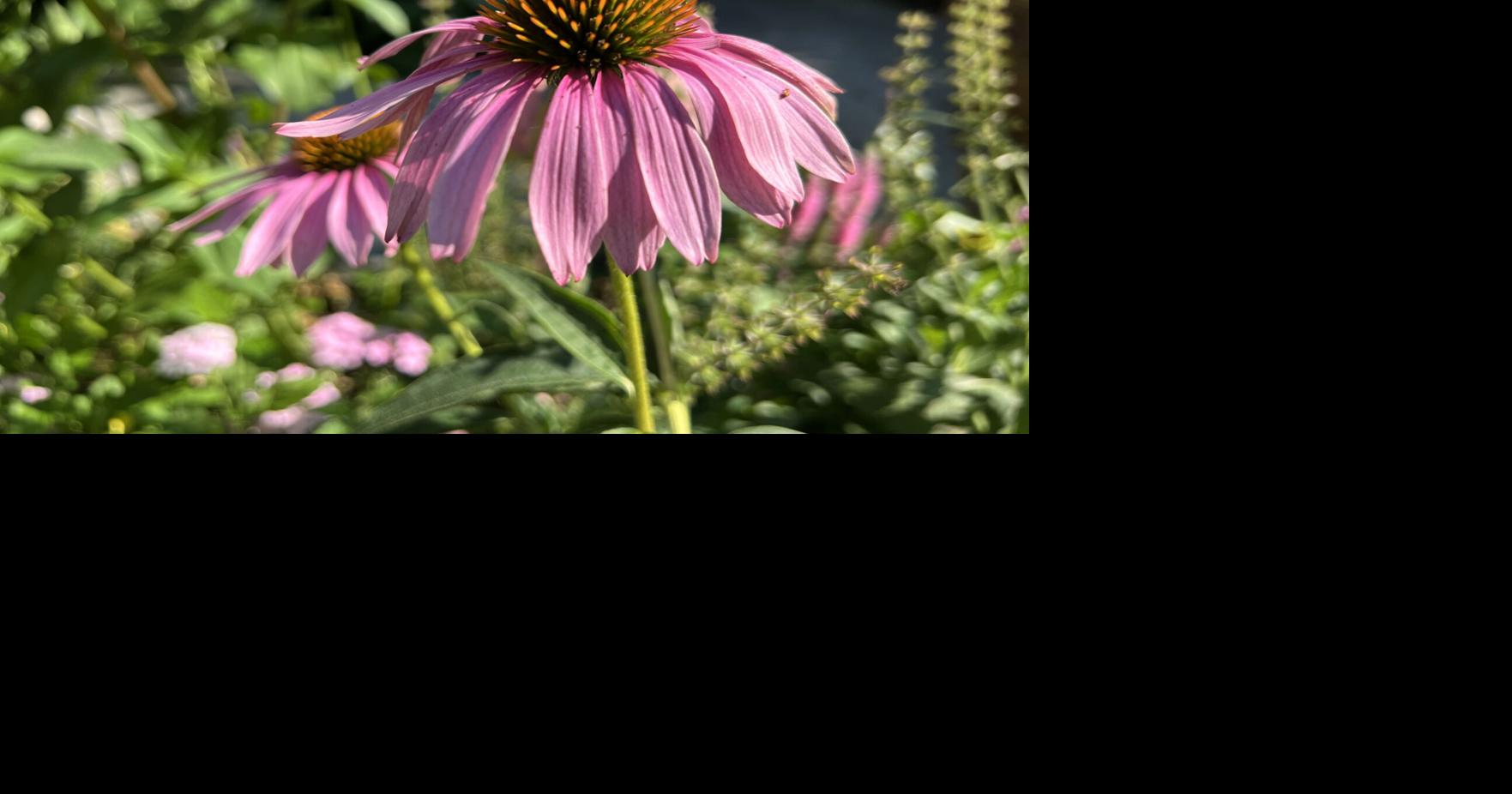 Gardening-Heat-Tolerant Flowers | National | dailycorinthian.com