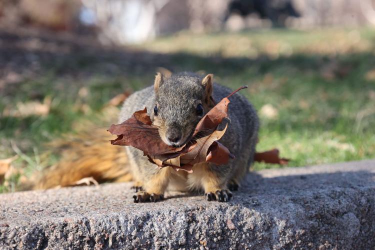 Squirrels take over UNL campus | Culture | dailynebraskan.com