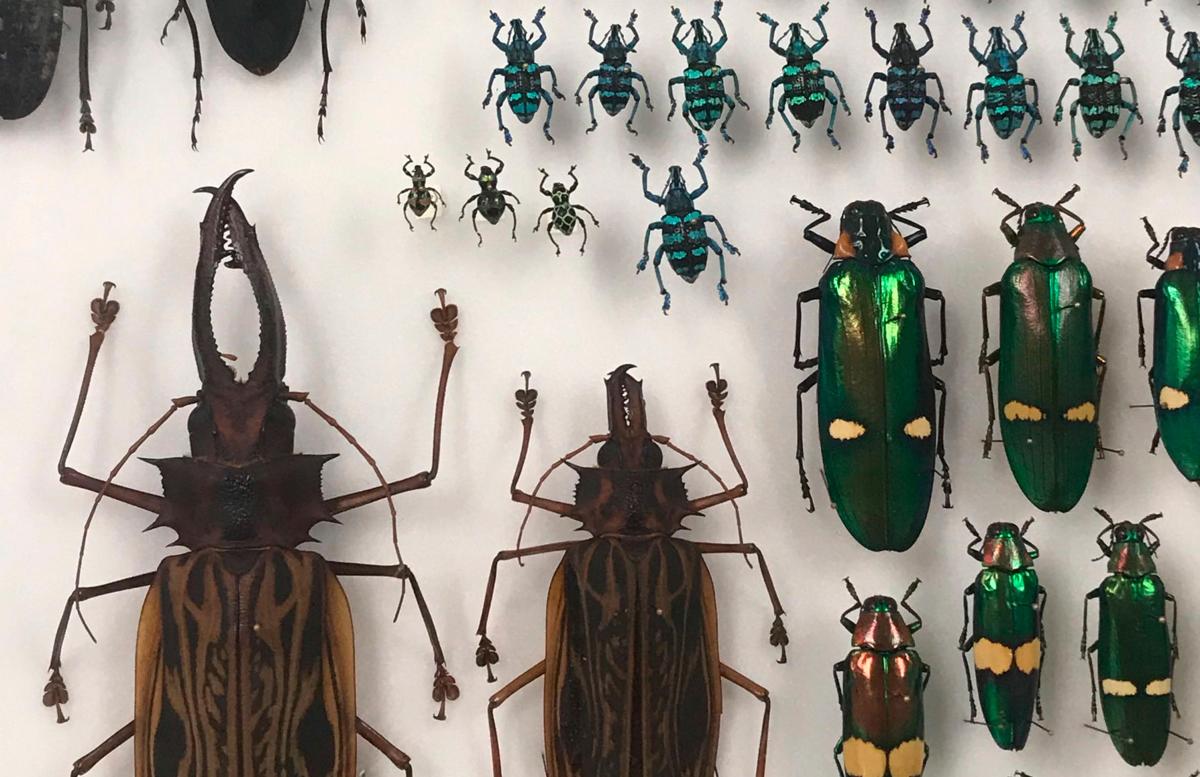 Here’s the “buzz” from BugFest 2019 | Culture | dailynebraskan.com
