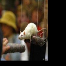 Rat Olympics offers learning experience for Wesleyan students ...