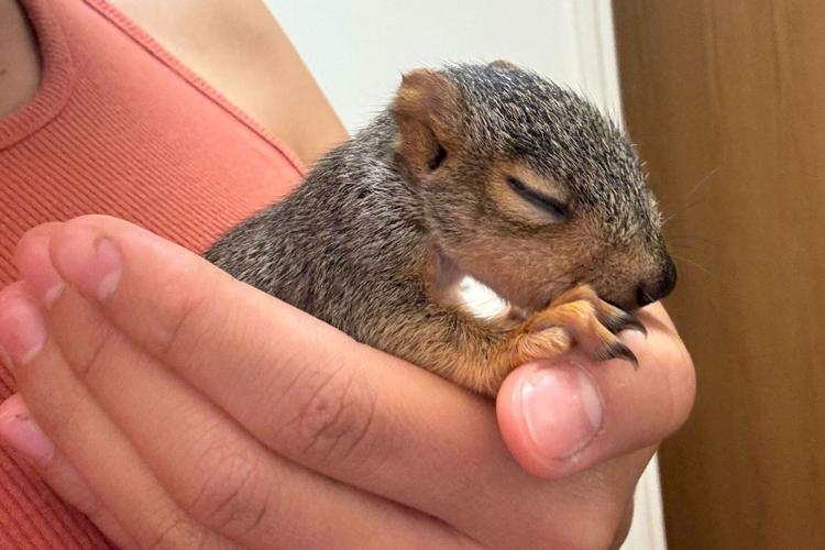 Squirrels take over UNL campus | Culture | dailynebraskan.com