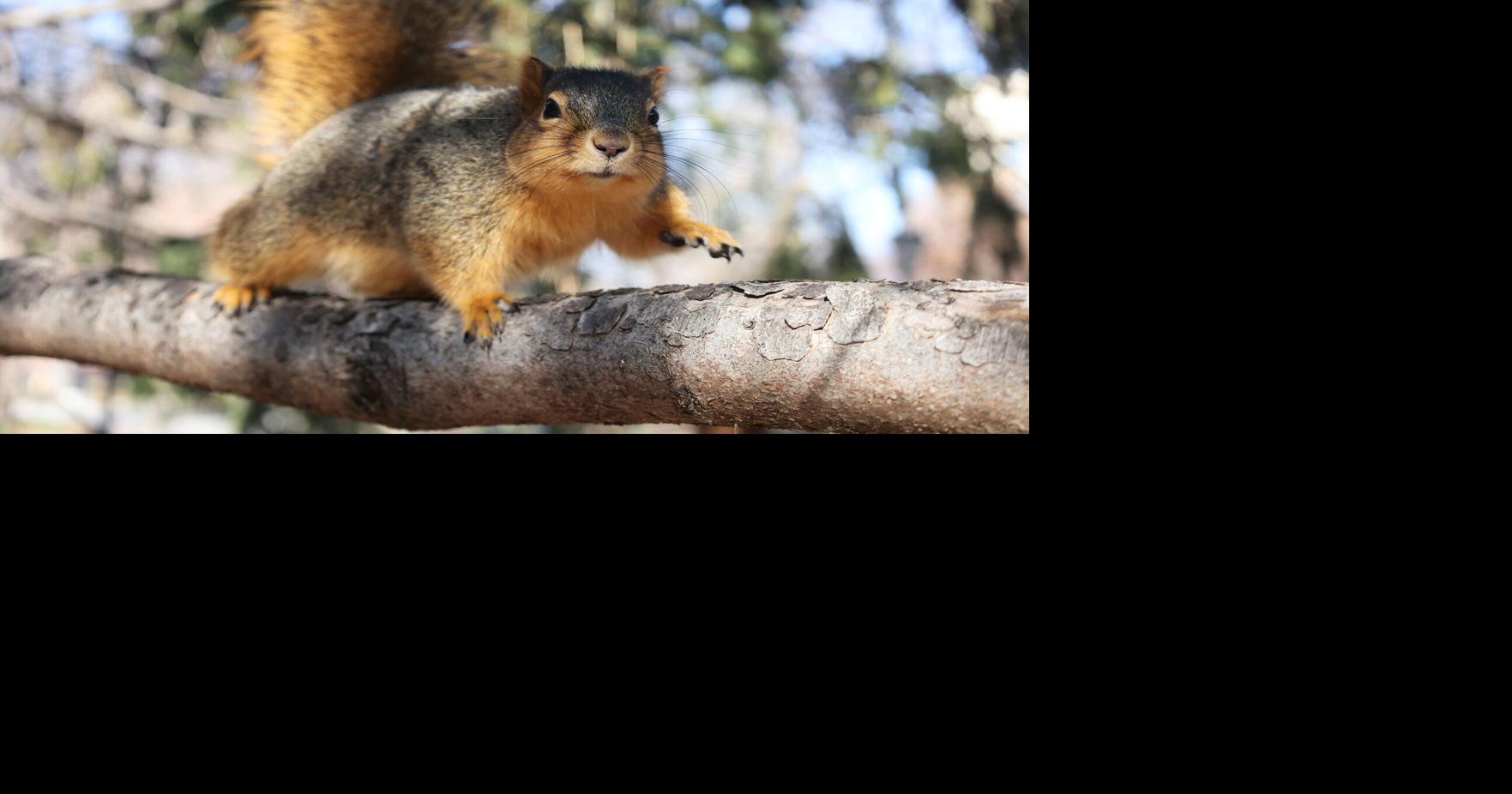Squirrels take over UNL campus | Culture | dailynebraskan.com