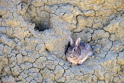 Zoologist: Rabbits will adapt, be safe during pipeline construction ...