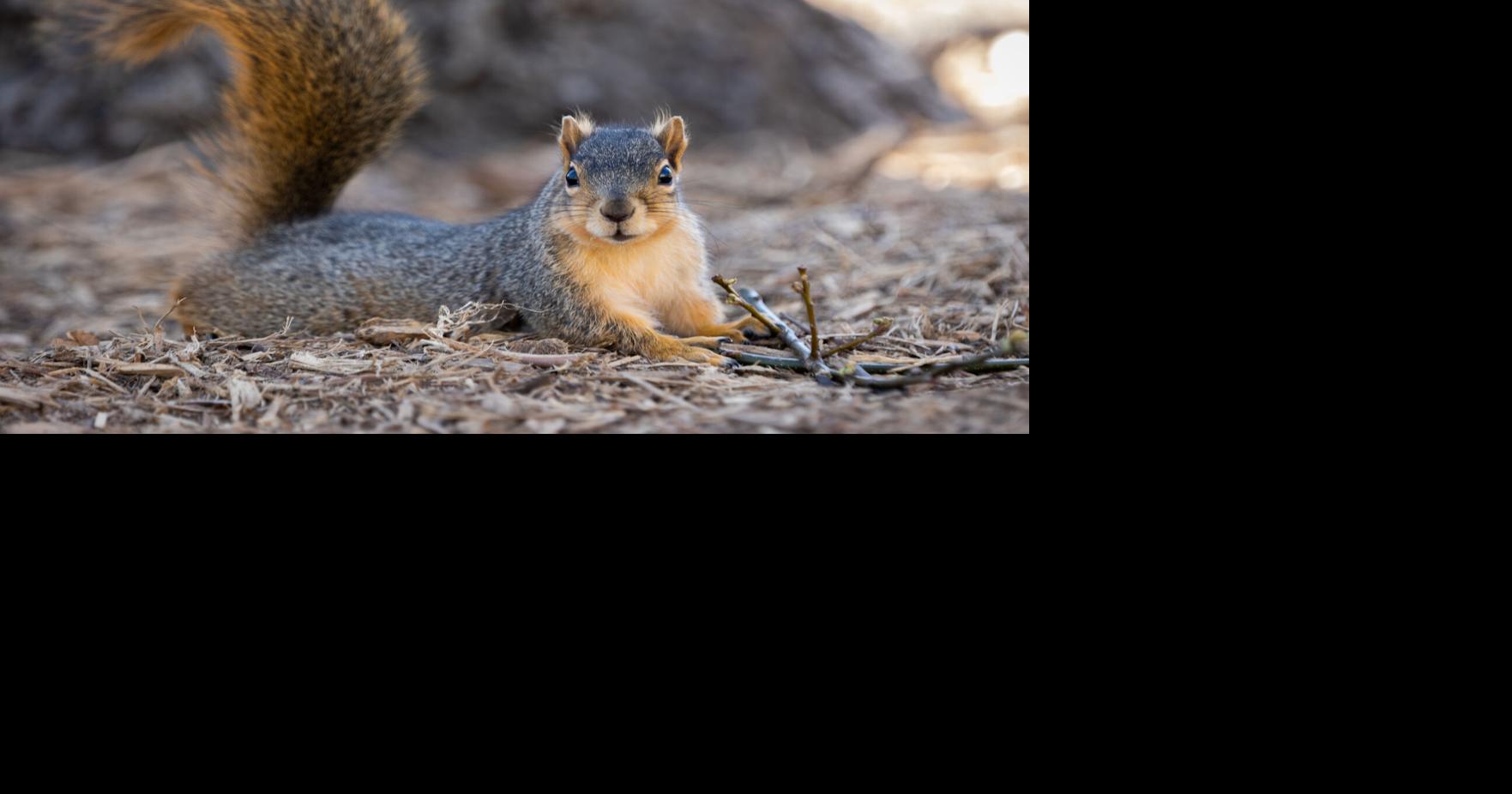 Squirrels take over UNL campus (and students are loving it) | News ...