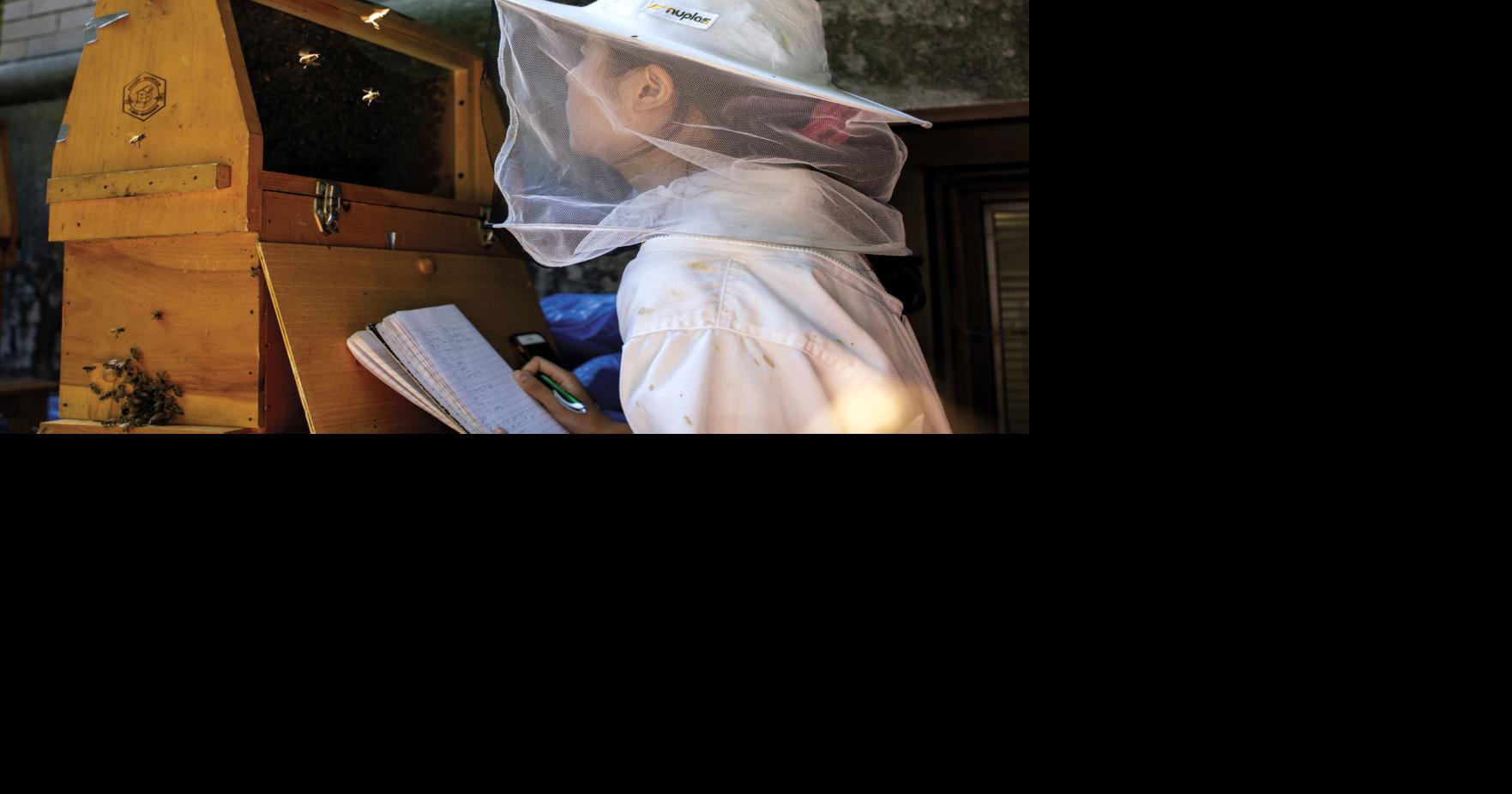 UNL Bee Lab researches honeybee health by observing hygienic behavior ...