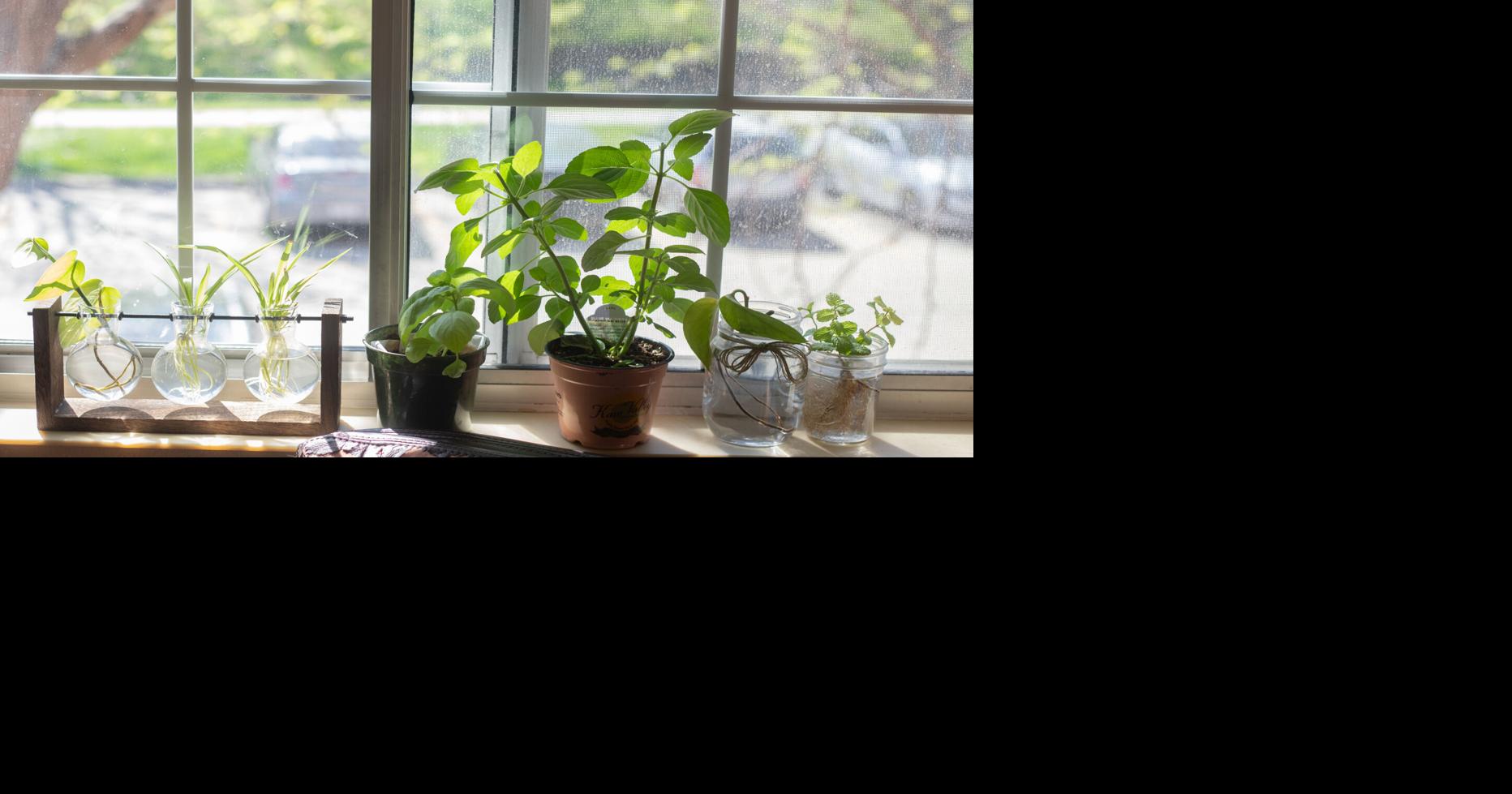 Owning a plant can help mental health, especially during the pandemic ...