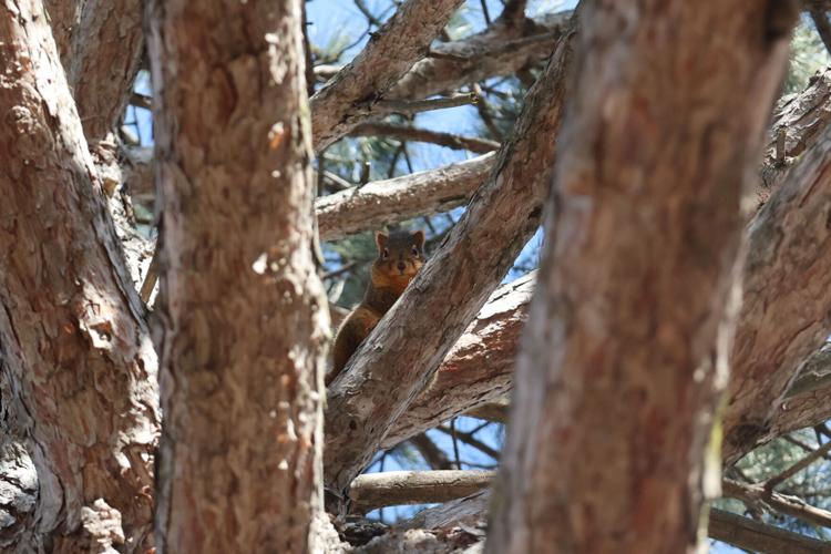 Squirrels take over UNL campus | Culture | dailynebraskan.com