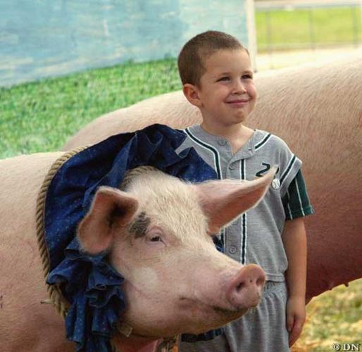 Talented pigs entertain, educate state fair crowd | | dailynebraskan.com
