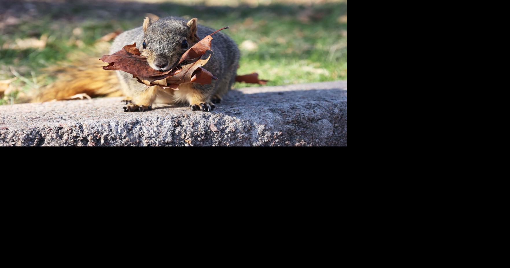 GALLERY: Squirrels on Campus | Culture | dailynebraskan.com
