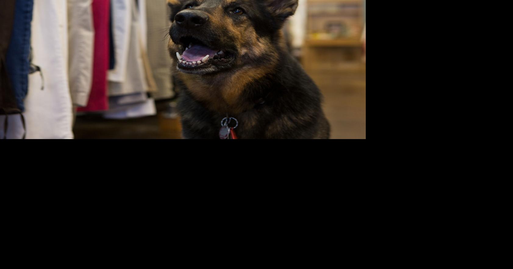 Local woman creates ‘Cause for Paws’ non-profit to help dogs around ...