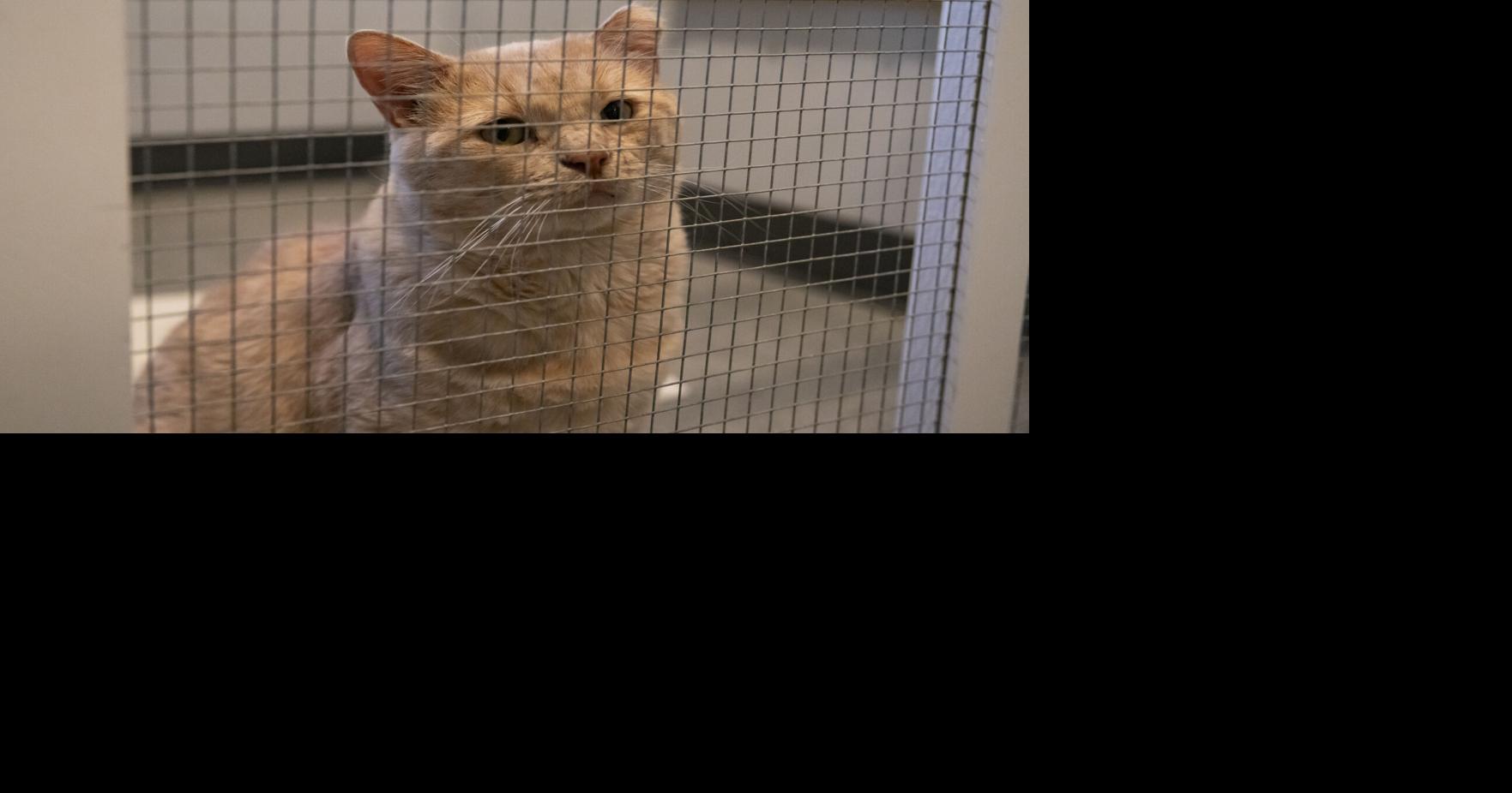 Lincoln Cat House, a no kill shelter, houses cats in need | Culture ...