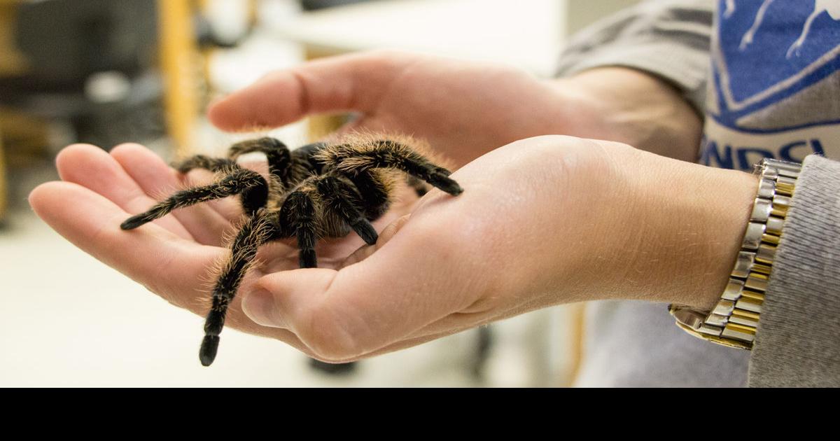 Spider-loving UNL professor studies how arachnids communicate | News ...