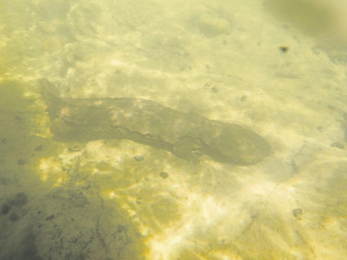 Adventures Afield: Hellbender gets a bad rap in the fishing community