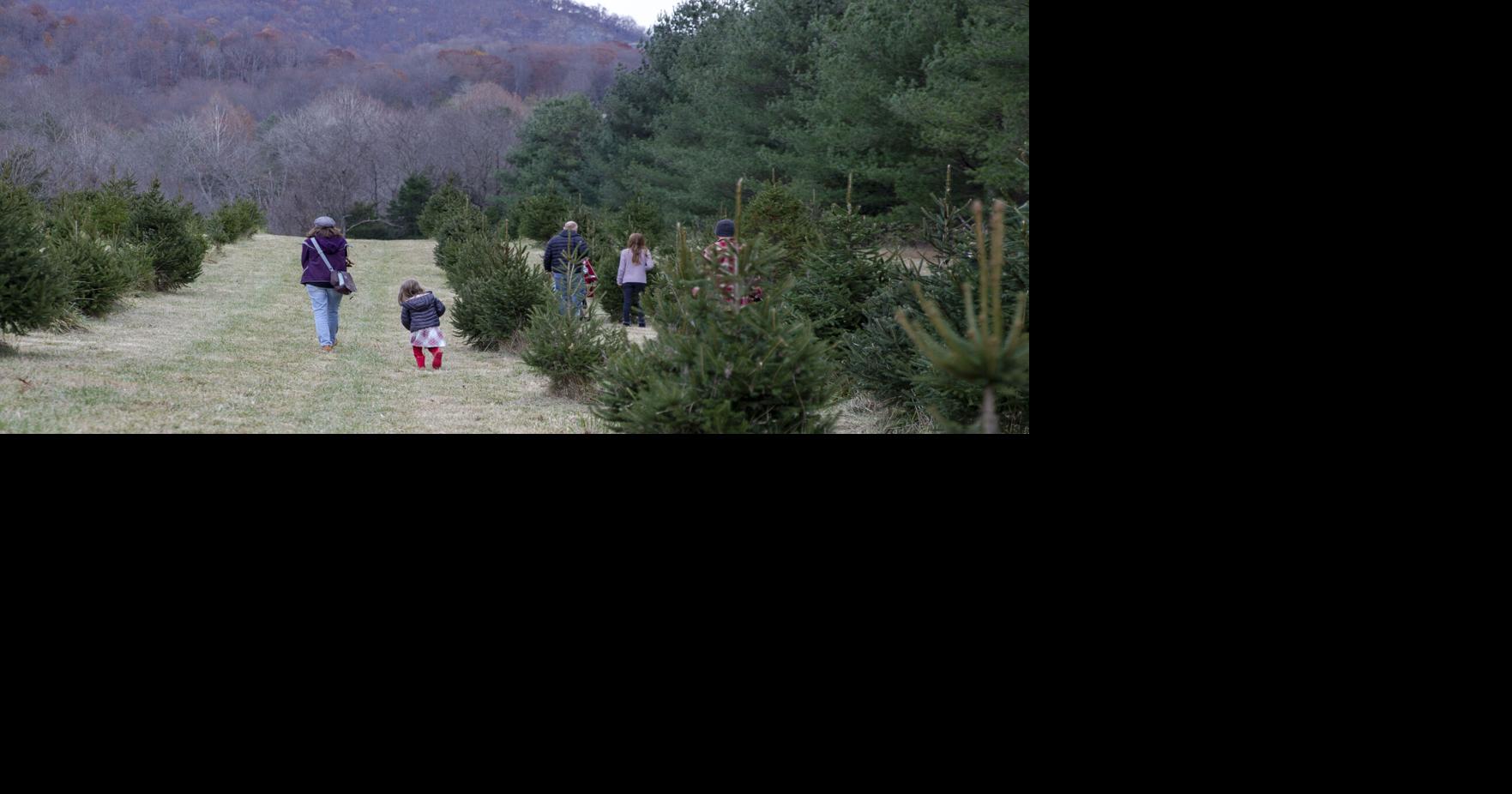 Christmas tree farms get ready for rush