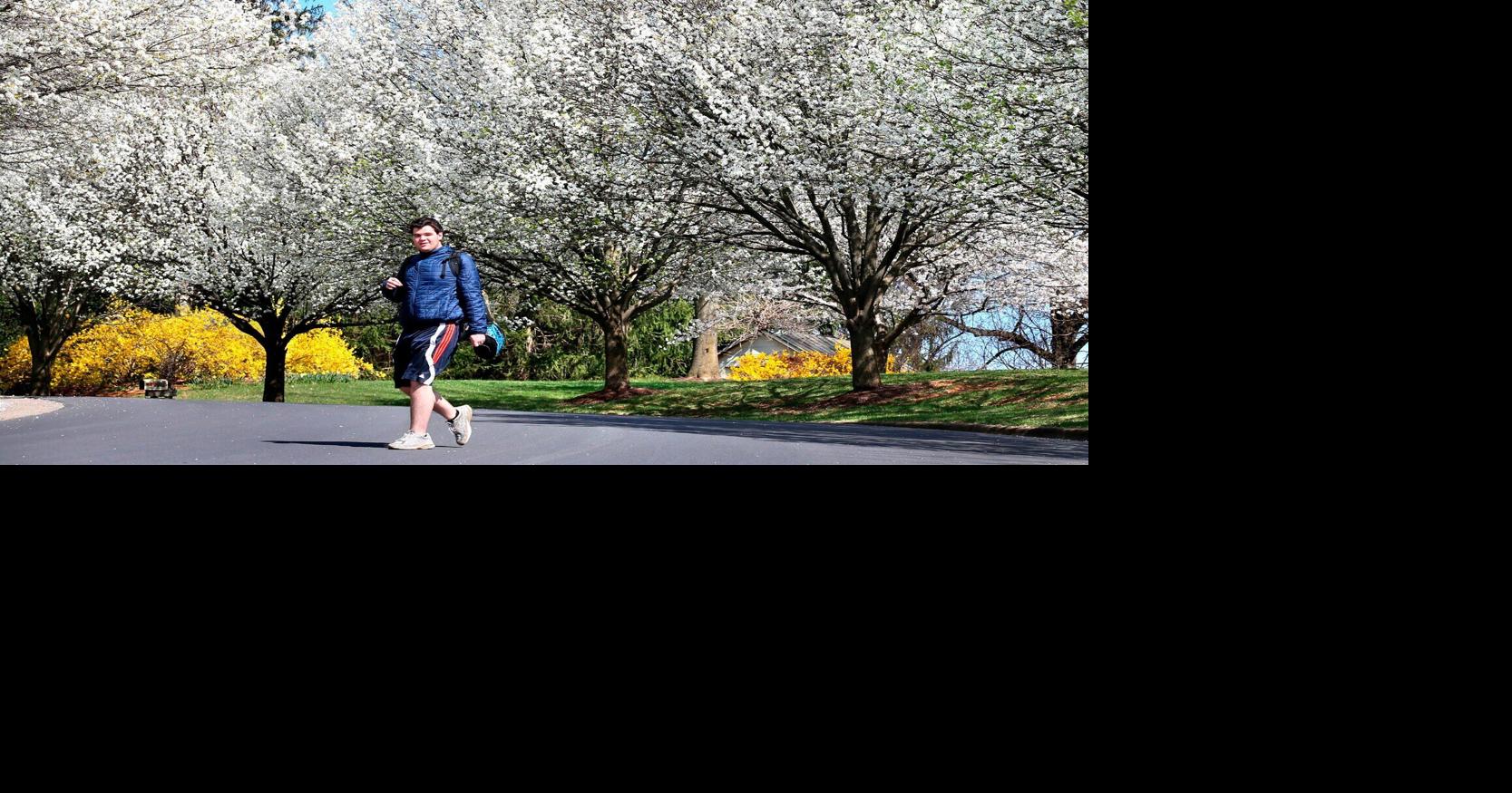 Charlottesville-based state agency purges hundreds of Bradford pear ...