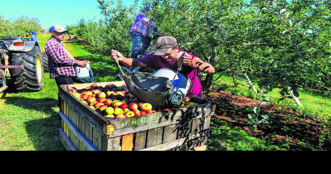 Among excellent apple crop, rising costs influence orchards to rethink ...