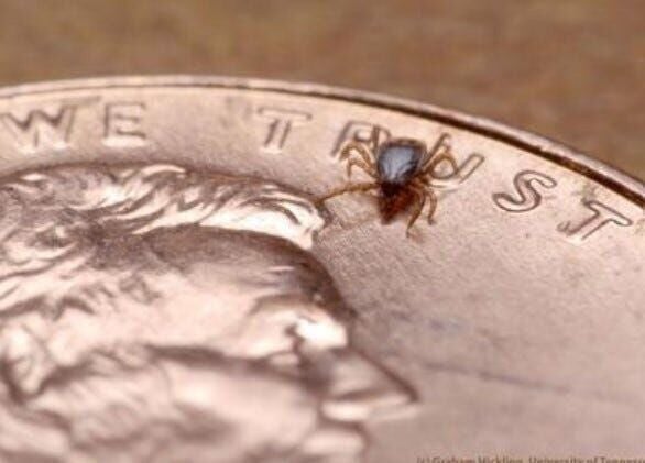 Lyme disease cases rising in Virginia