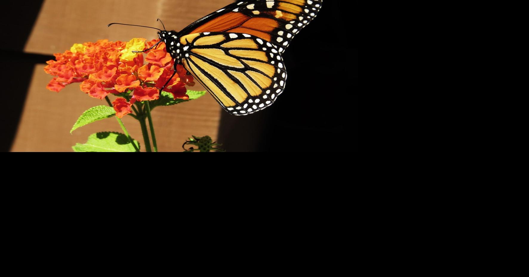 Marlene Condon: The monarch butterfly's reign may be at an end. And we ...