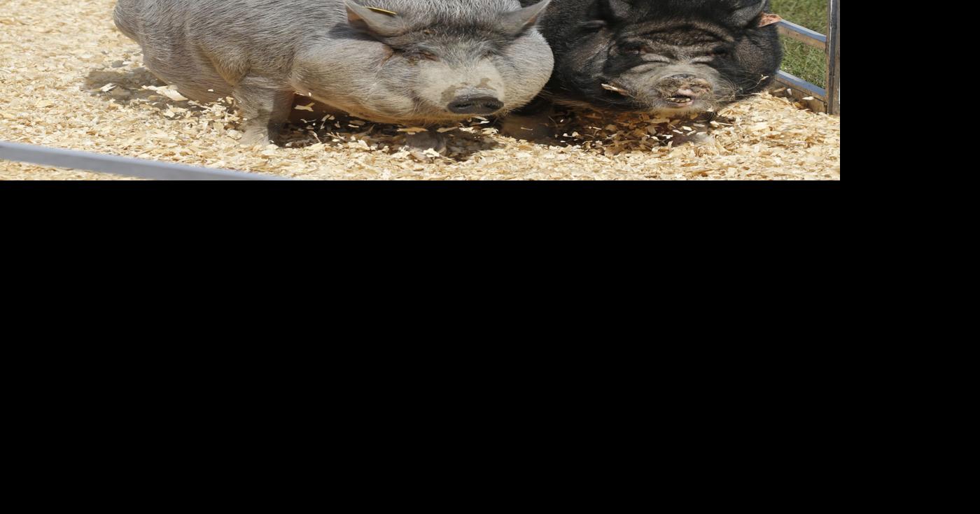 State fair wraps up with racing pigs, big crowds