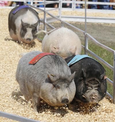 State fair wraps up with racing pigs, big crowds