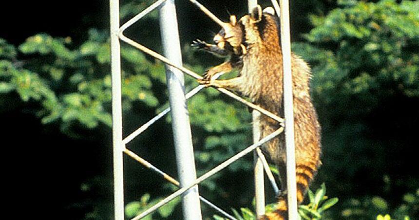 Marlene Condon: Lessons from a mama raccoon for Mother's Day