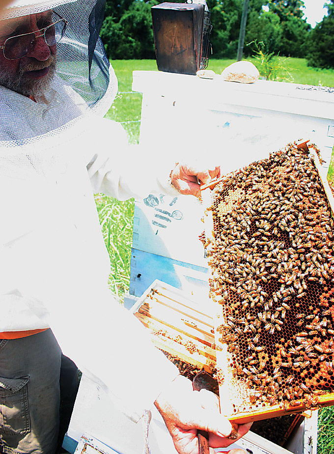 Bees keep enthusiasts with home hives busy | News | dailyprogress.com