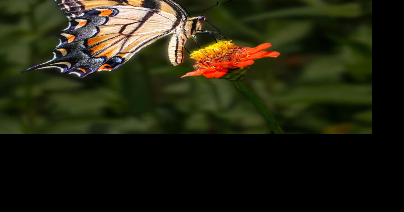 42-3220505-jim-wolfe-swallowtail-butterfly-on-zinnia__3_.jpg