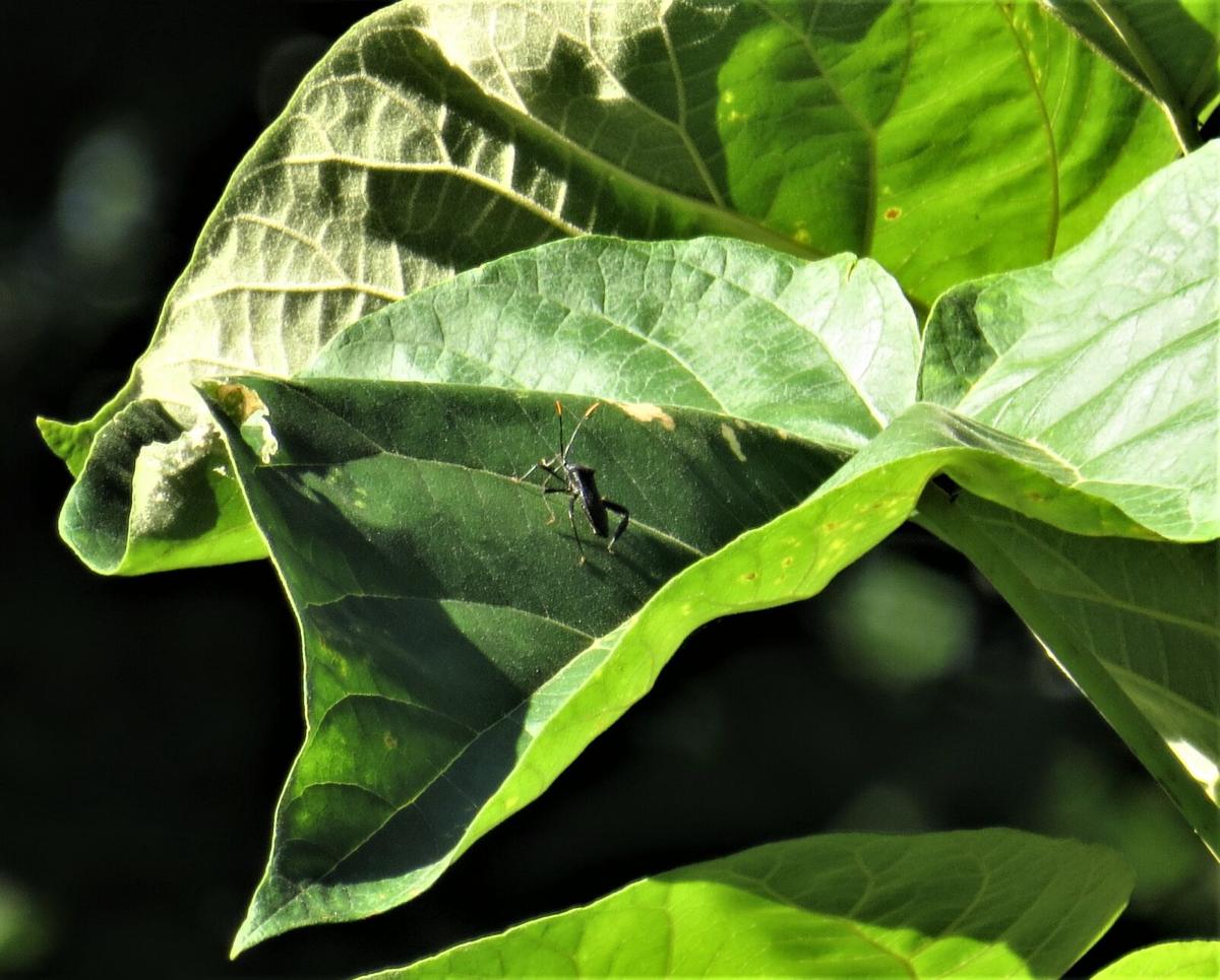 Opinion/Column: Non-native trees may help the environment