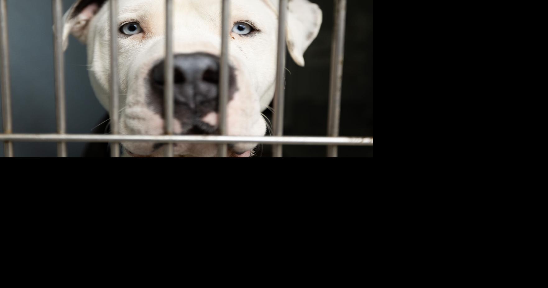 No fees for big dogs as Charlottesville shelter looks to up adoptions