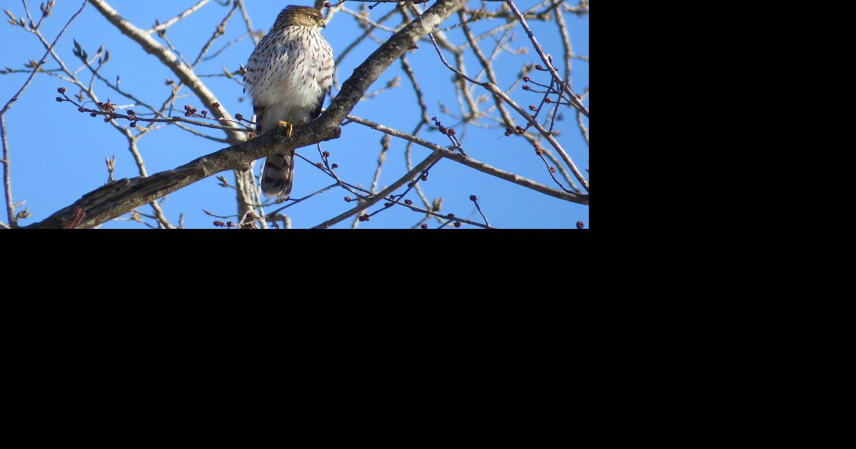 North American birds will no longer be named after people