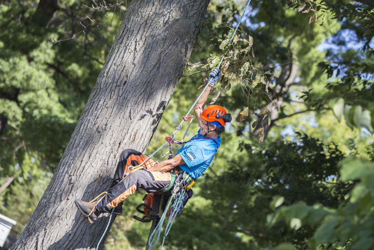 Waynesboro workshop takes to the trees