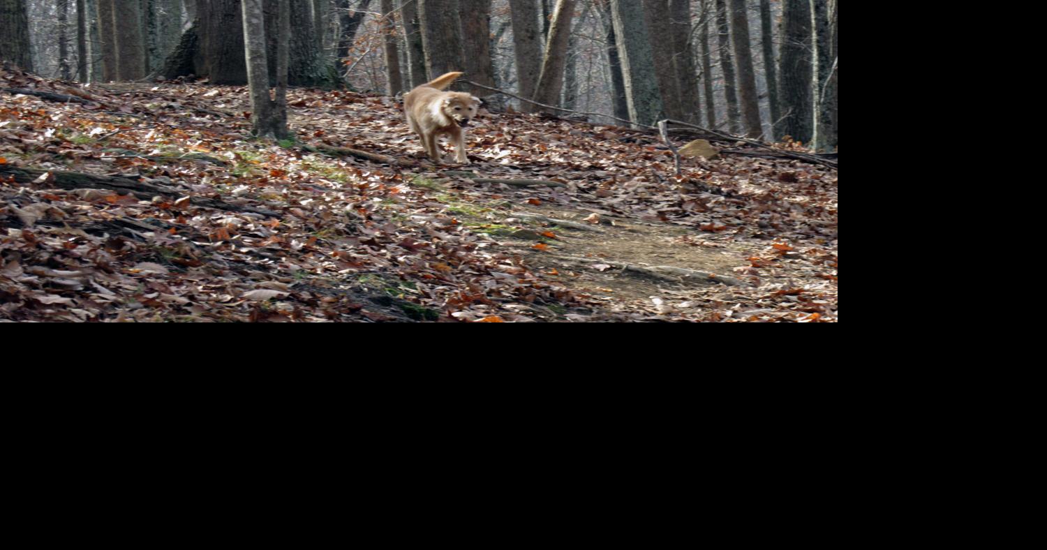 Canine concerns at Ragged Mountain dog some naturalists