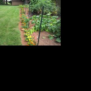 Outdoors: Tips for keeping varmints out of your garden