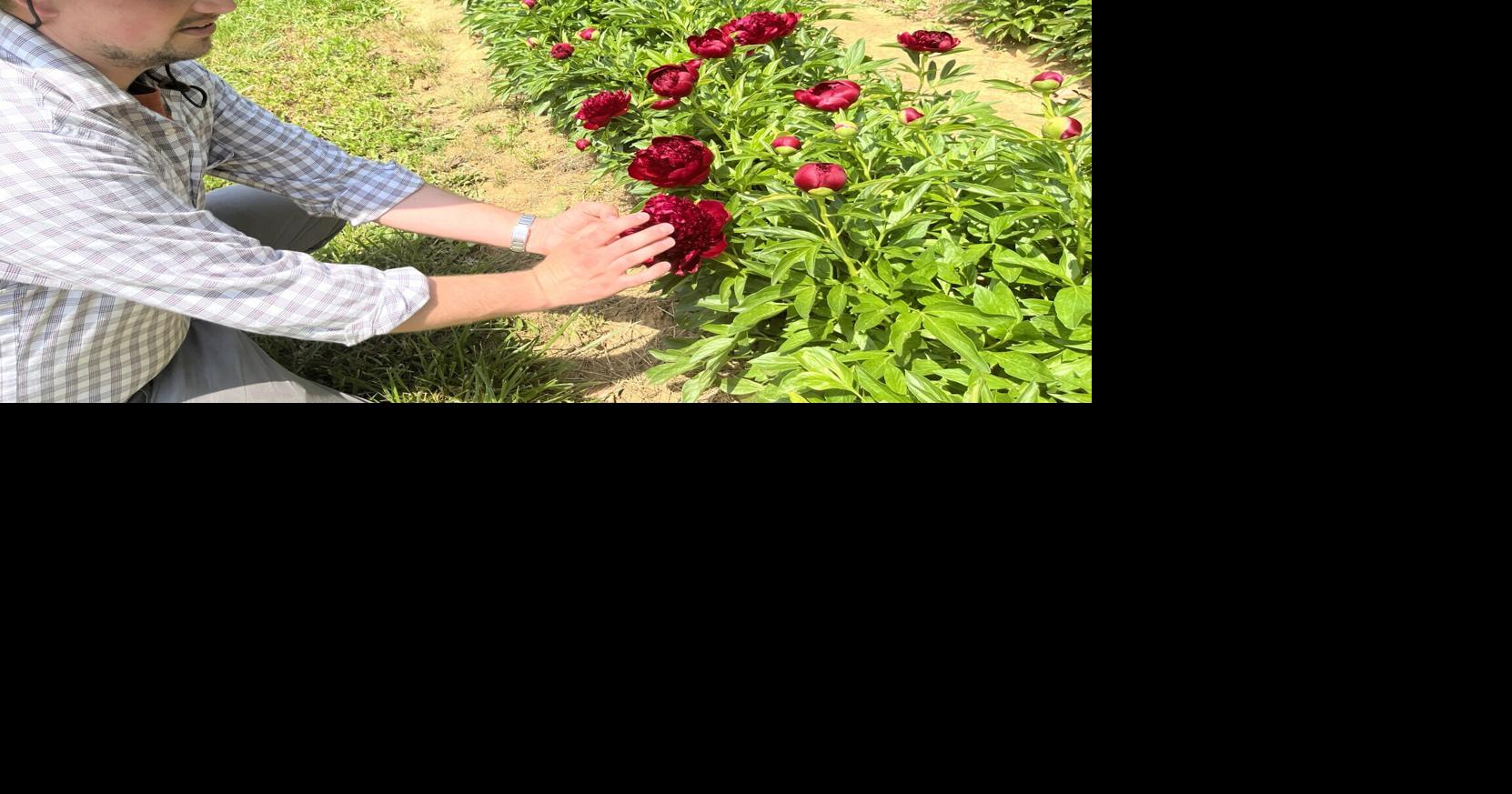 Peony-pickers flock to farm outside Waynesboro