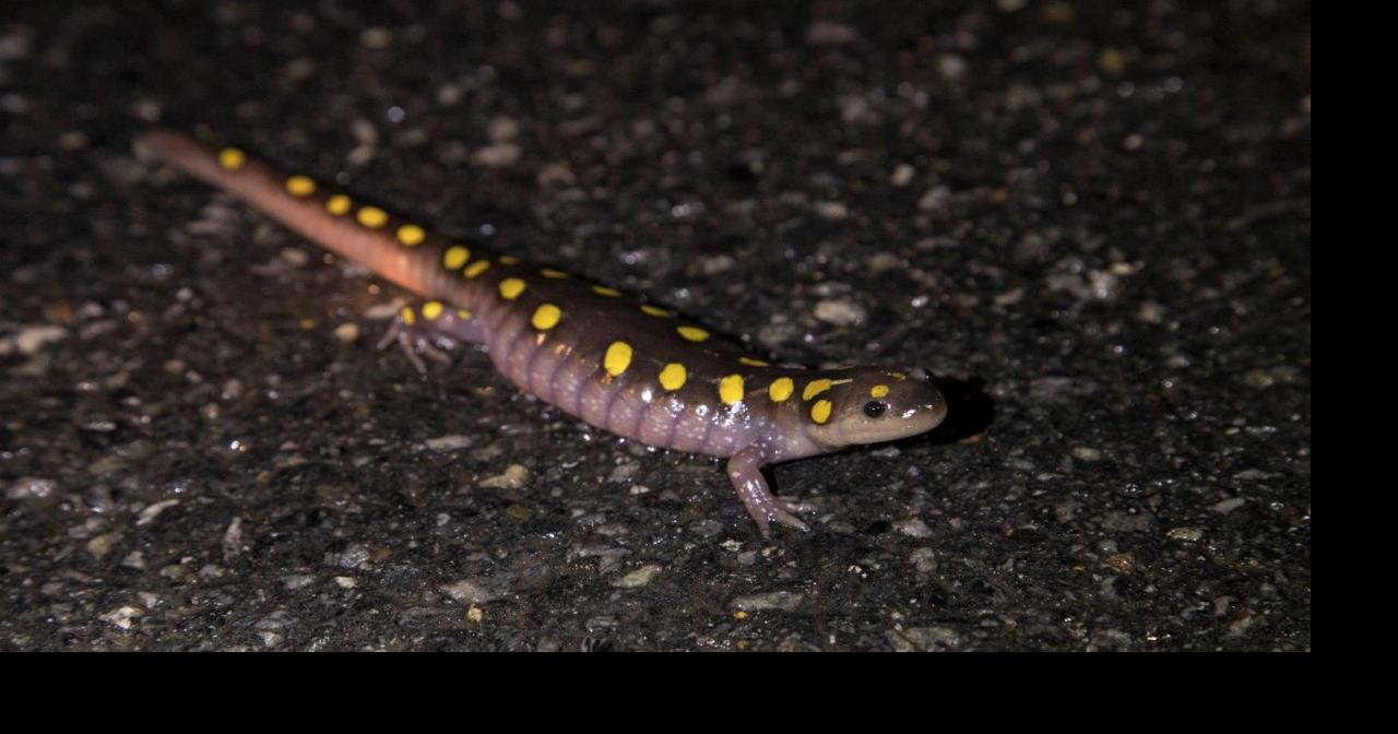 Tunnel of love: Developer accommodating love-struck salamanders