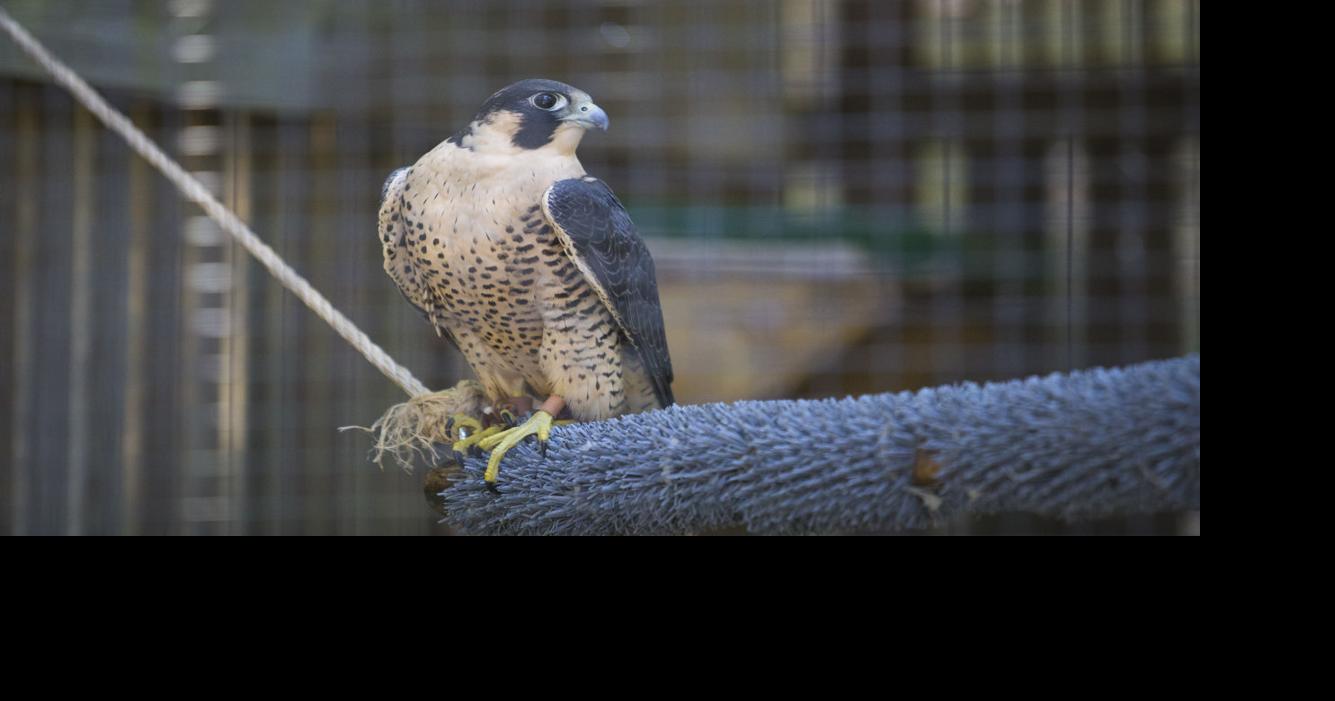 Wildlife Center helps falcon paint for charity