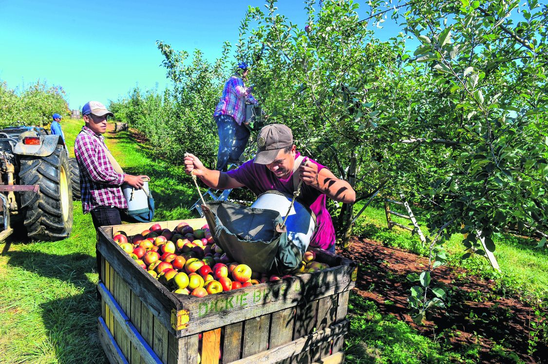 Among excellent apple crop, rising costs influence orchards to rethink ...