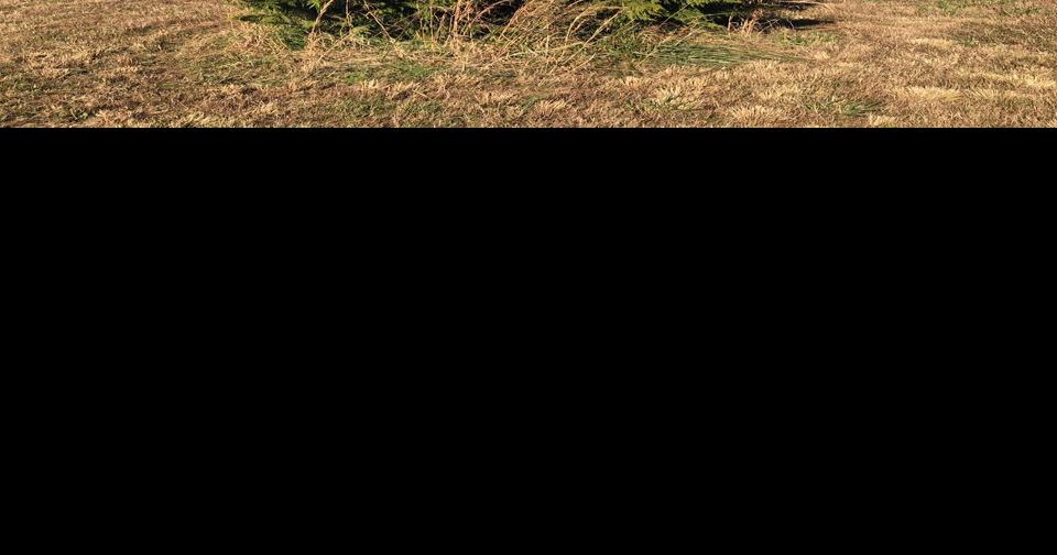 Local tree farms have just what you need this season