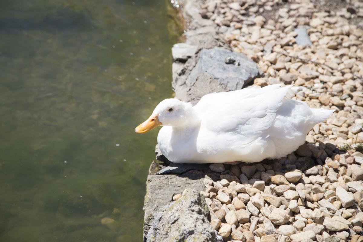 The problem with crackers: Ducks struggle due to human charity