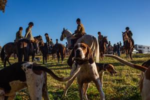 Fox hunting in Virginia marks 490 years of tradition and adaptation ...